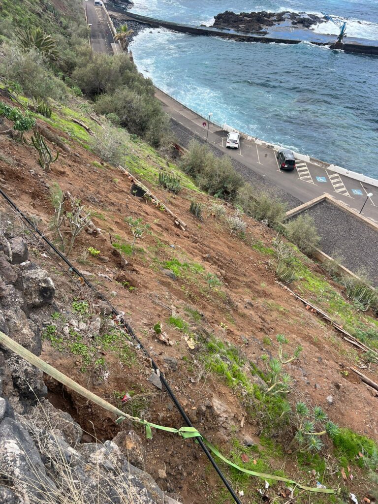 Parques y Jardines del Ayuntamiento de Tacoronte acondiciona el talud ...